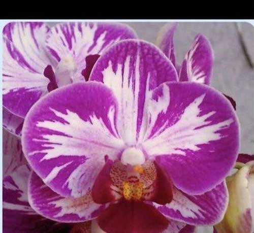 Орхидея фаленопсис PF-833