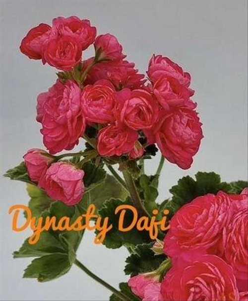 Dynasty daji пеларгония фото