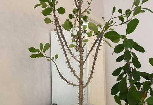 Молочай Мили - комнатное растение дерево