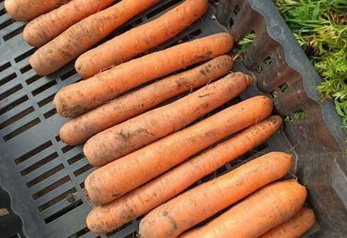 Продаю свежую морковь