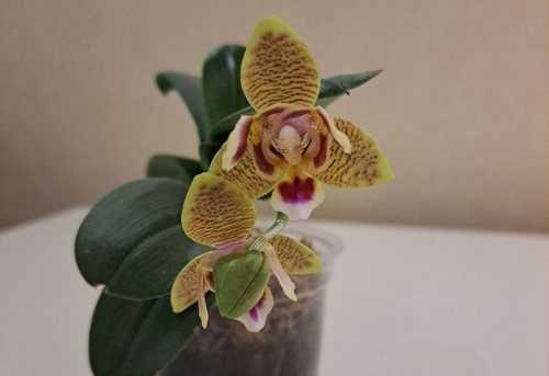 Орхидея фаленопсис мини трилипс,ароматная