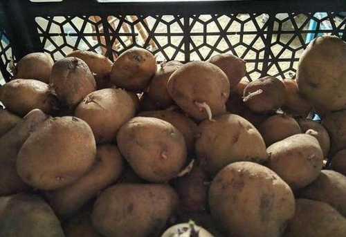 Семянной картофель