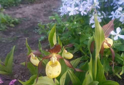 Садовая орхидея Венерин башмачок