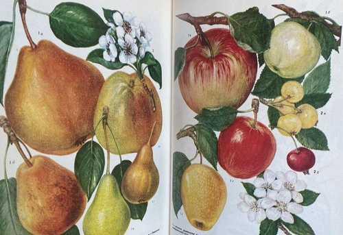 Винтажные иллюстрации растений в книге 1978 года