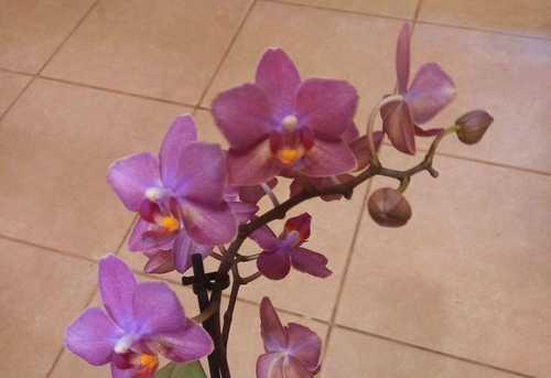 Ароматная орхидея фаленопсис Secret Fragrance