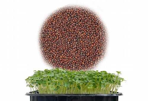 Семена Микрозелень от 50 грамм арт.0045