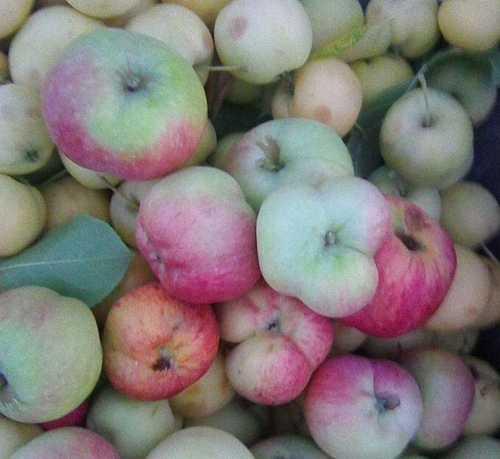 Яблони груши плодоносящие крупномеры клубника