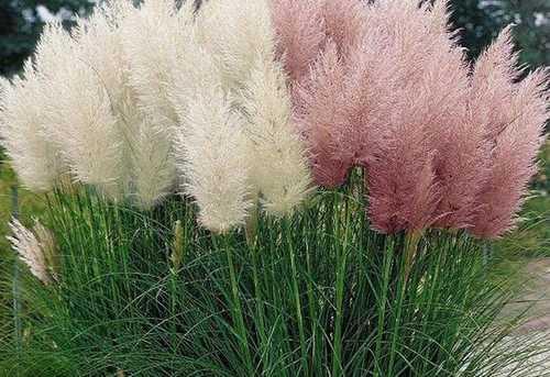 Пампасная трава кортадерия Селлиана (Cortaderia se