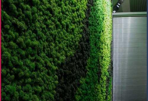 Зеленые стены: вдохновение природой. Арт: 217616