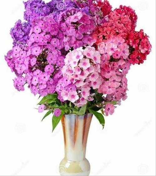 Флоксы