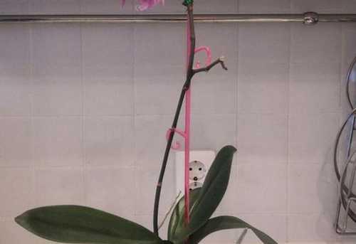 Орхидея фаленопсис молодая цветёт