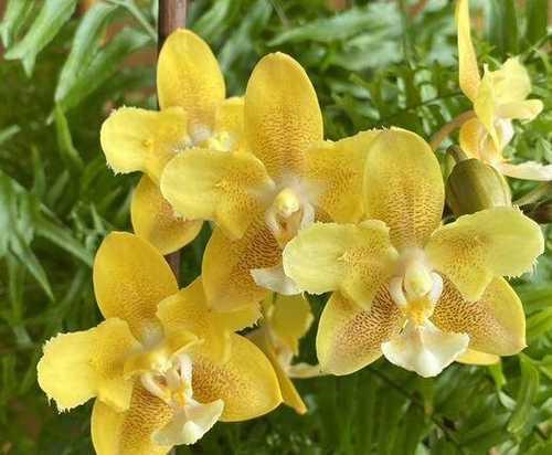 Орхидея желтый шоколад бабочка