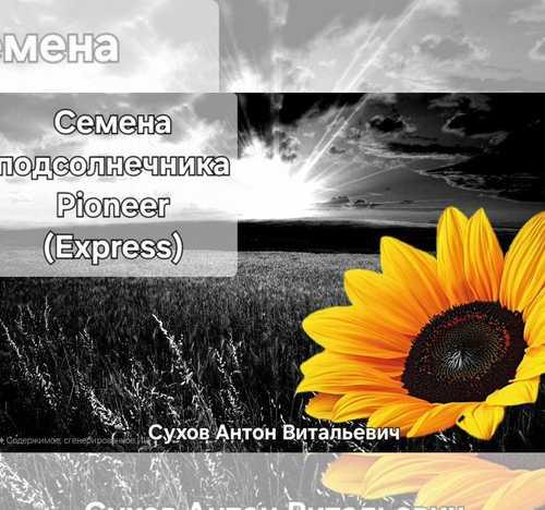 Семена подсолнечника Пионер, Ростов