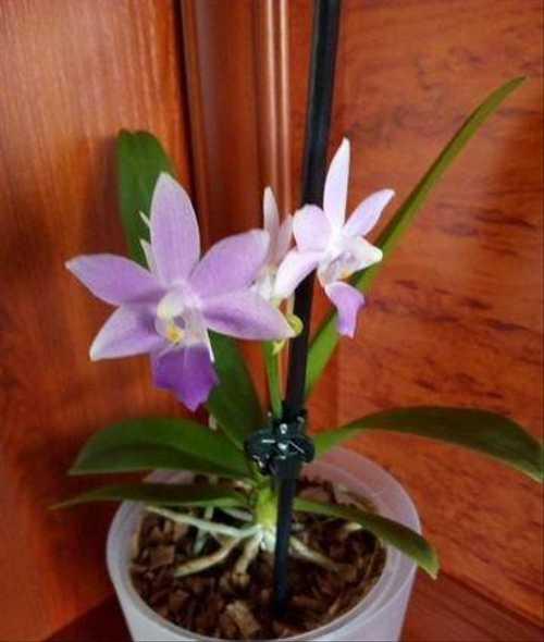 Орхидея фаленопсис Синяя звезда