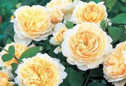 Роза Английская более 10 сортов