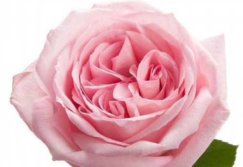 Пионовидная роза Пинк О'Хара, на праздник