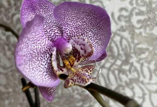 Орхидея Фаленопсис Манхеттен