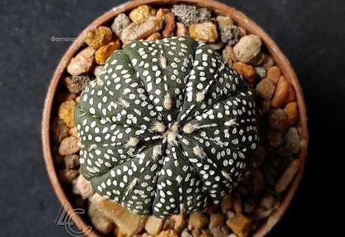 Кактус Astrophytum asterias Super Kabuto