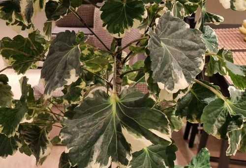 Полисциас (Polyscias) растение комнатное
