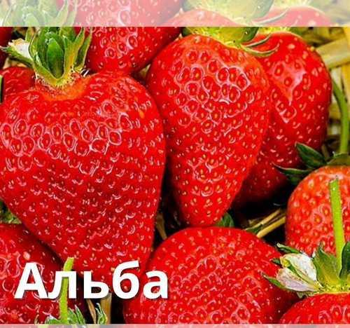 Земляника ананасная Альба