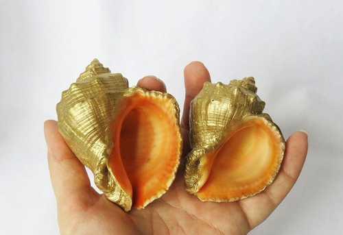 Золотые морские раковины ракушки