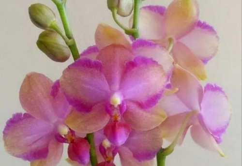Орхидея Phal. Taisuco Jasper