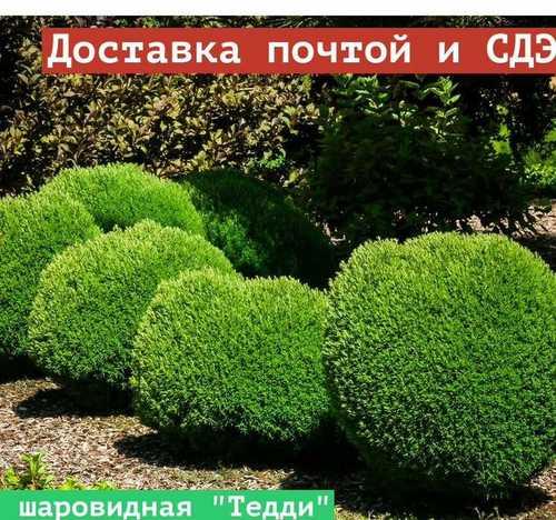 Туя шаровидная Тедди