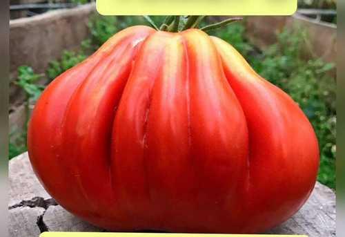 Удивительные семена томата Пузата хата