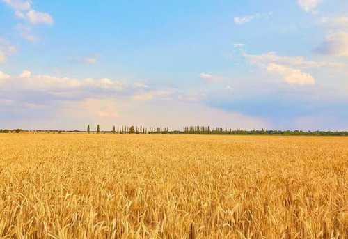 Семена пшеницы озимой Немчиновская 85