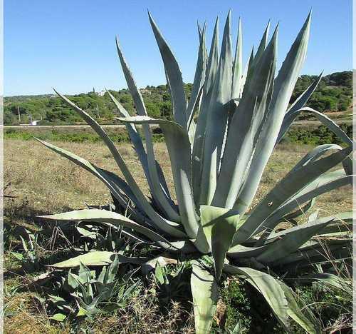 Агава американская голубая (Agave americana)