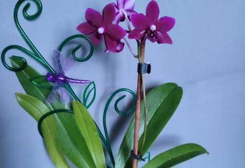 Орхидейка Черная жемчужина