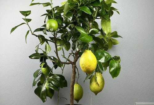 Лимонное дерево 80 см H