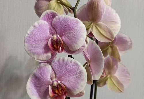 Орхидея фаленопсис Претти Романс, 2 ствола