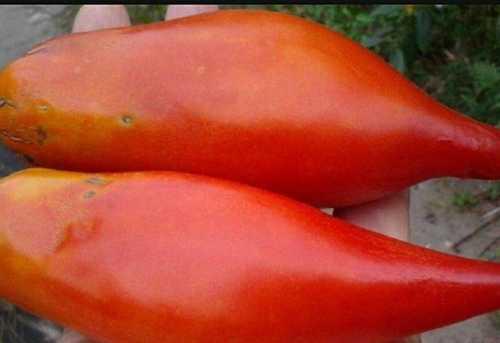 Семена урожайного томата Перцевидный Красный