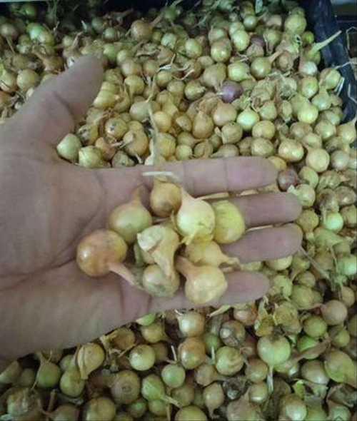Лук севок, чеснок, овес,рожь,горчица