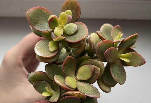 Крассула Овата Сансет/Crassula Ovata Sunset