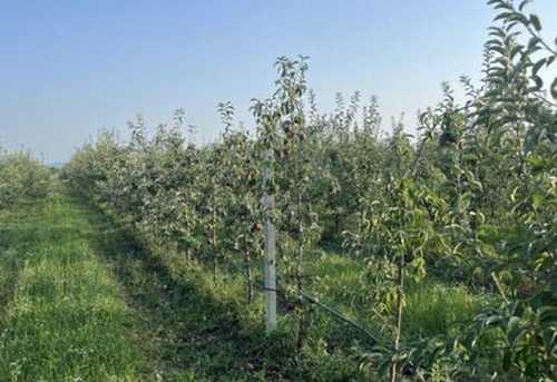 На 16 гектарах сад яблони. Обмен