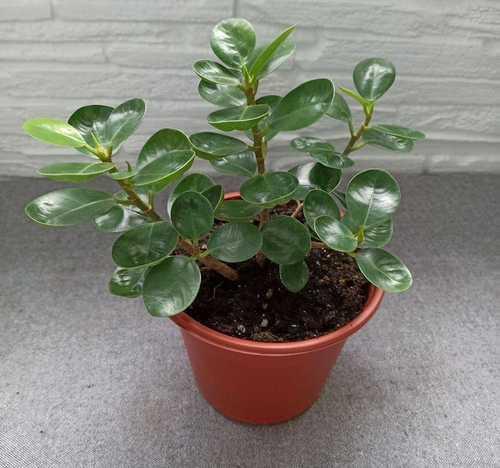 Пеперомия туполистная (Peperomia Obtusifoliа)