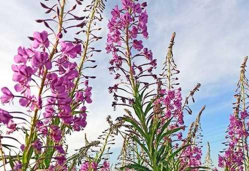 Иван чай (из деревни)