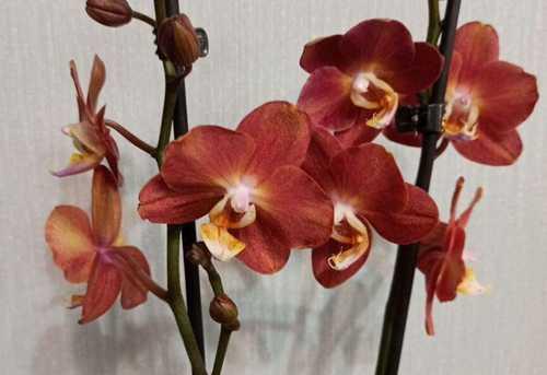 Орхидея фаленопсис Горизонт, 2 ствола