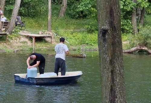 Живая водоросль суспензия