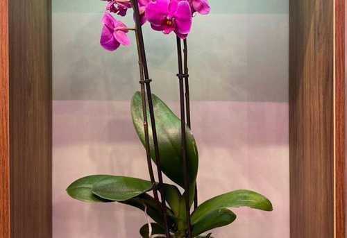 Цветок Орхидея фиолетовая