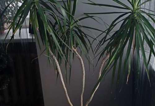 Растение комнатное 1 м