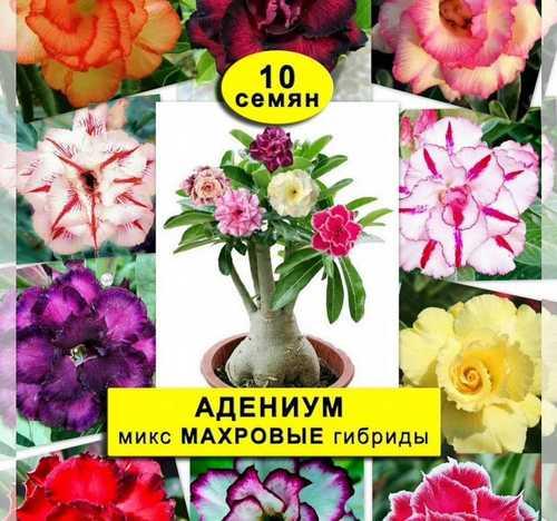 Комнатные цветы Адениум