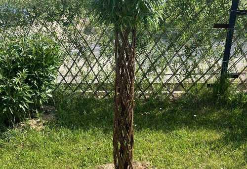 Плетеное дерево из ивы с готовой корневой системой