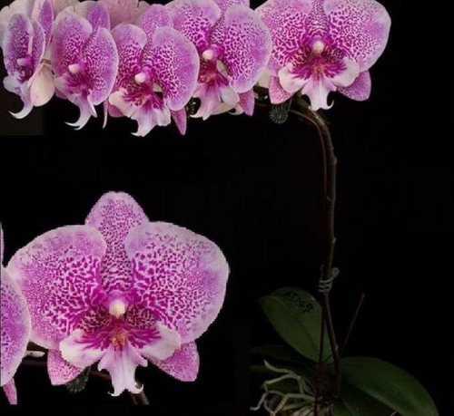 Орхидея фаленопсис Allure Jambalaya big lip