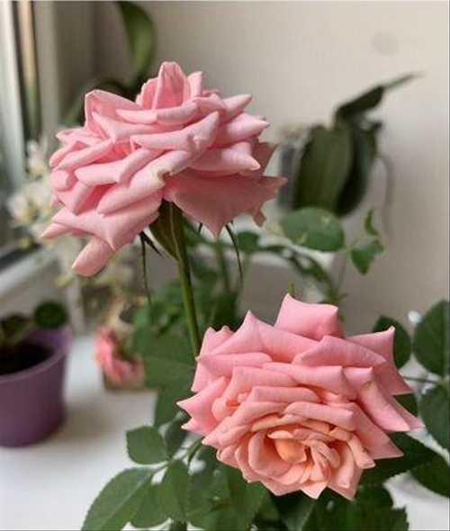 Куст розовой розы