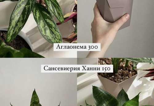 Комнатные растения и другое