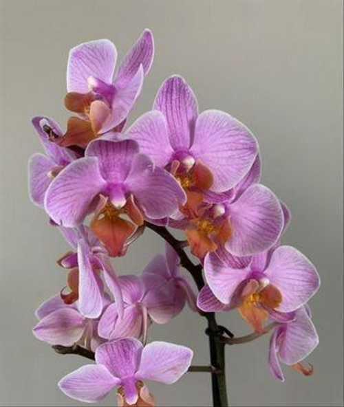 Орхидея фаленопсис Santa Ros