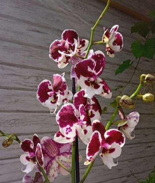 Цветущие свежие орхидеи